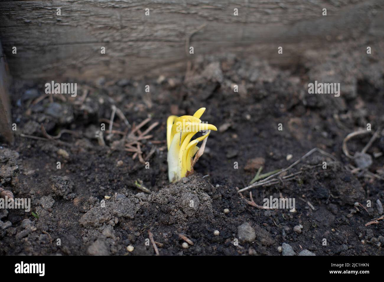 Sprout in ground Planting plant. Stem in ground. Details of flower bed ...