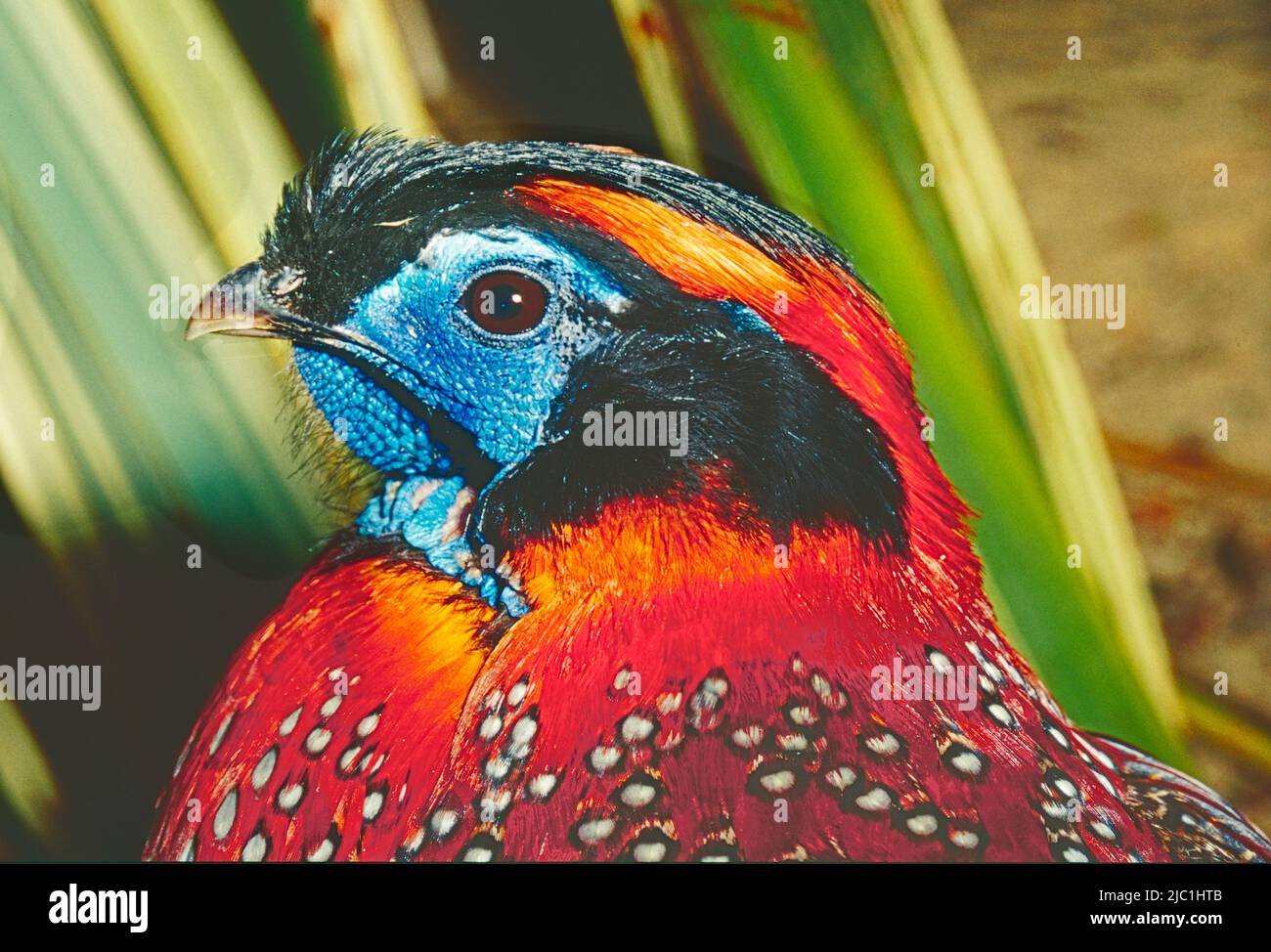 Tragopan temmincki hi-res stock photography and images - Alamy