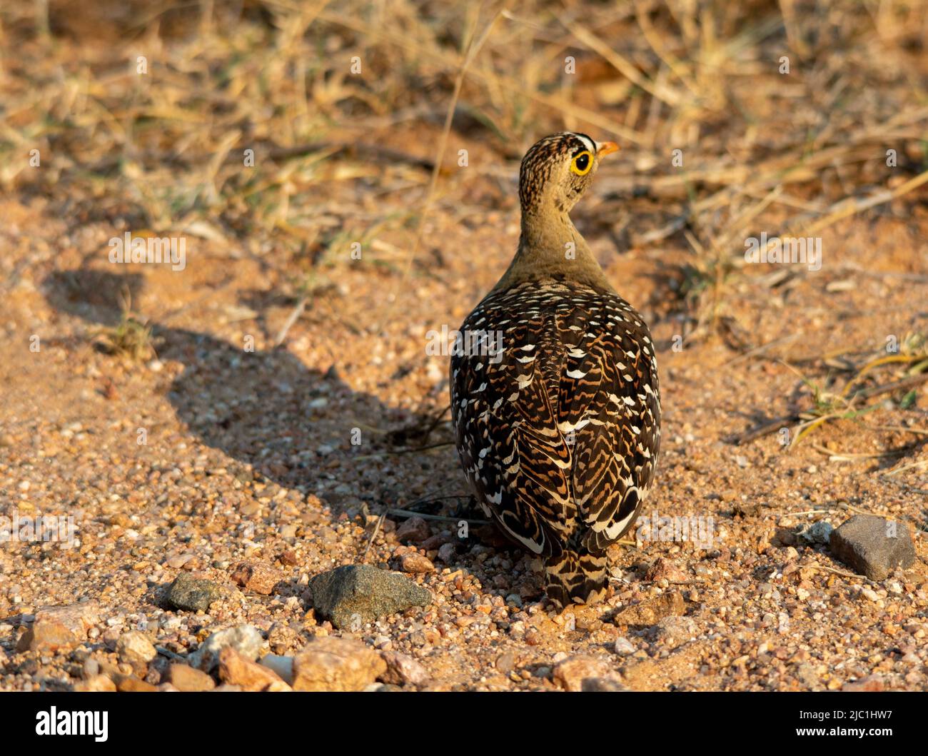 Double-banded sandgrouse isolated in the Kruger National Park in South ...