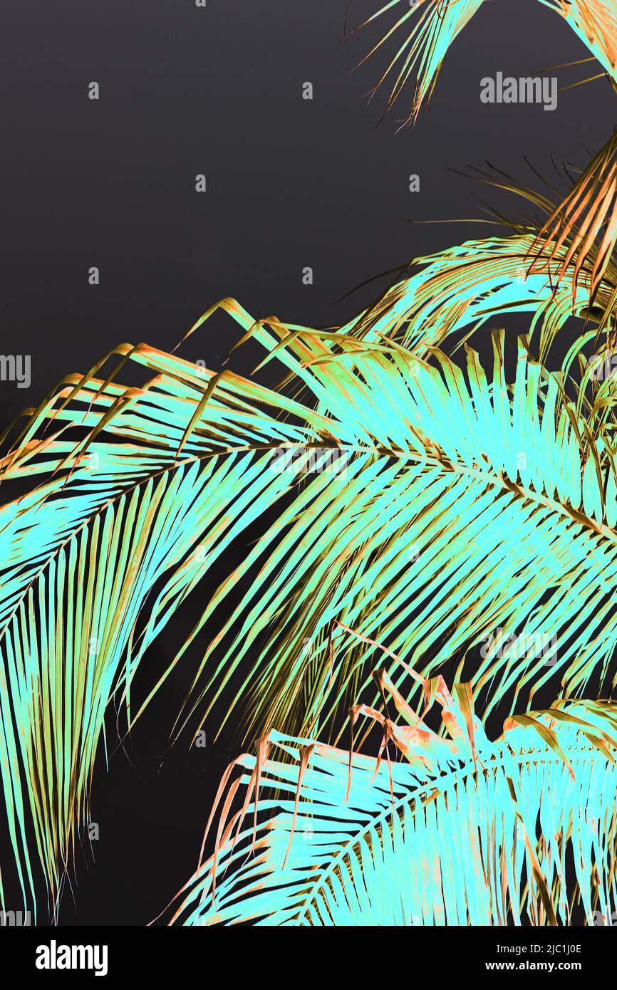 Bright view of a palm tree branch with fronds in a color negative Stock ...