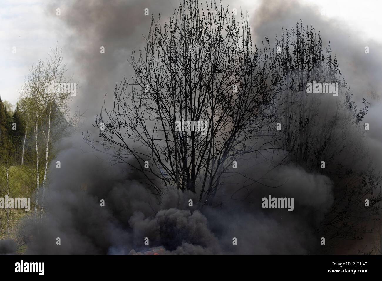 Nature is burning. Tree in smoke. Black smoke in forest. Environmental ...