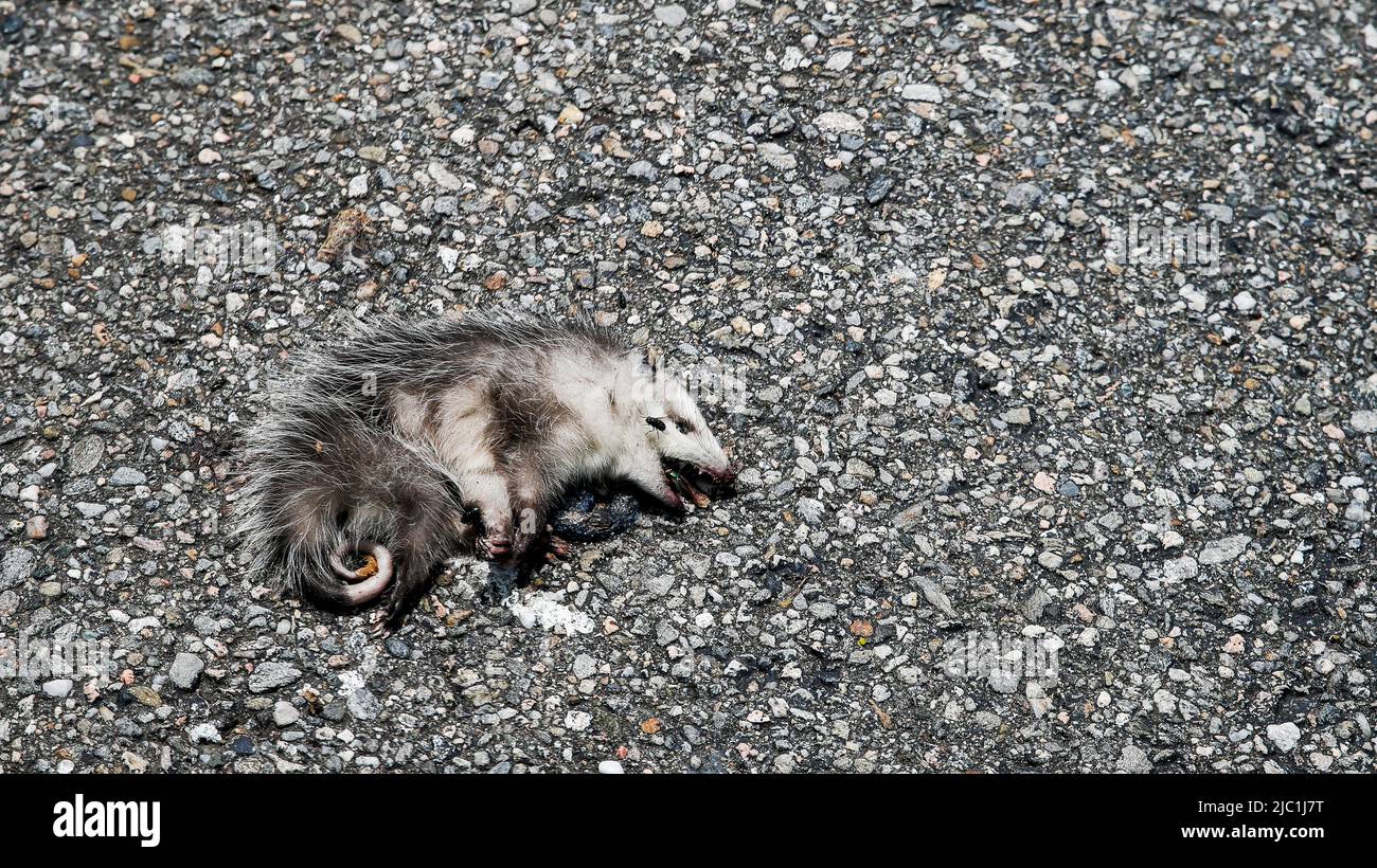 Opossum teeth hi-res stock photography and images - Alamy