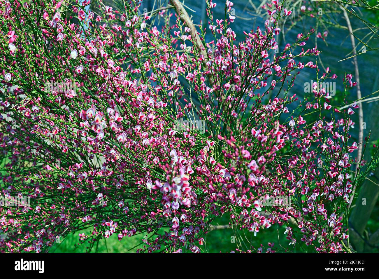 Cytisus (Common Broom) Mrs Norman Henry in flower Stock Photo - Alamy