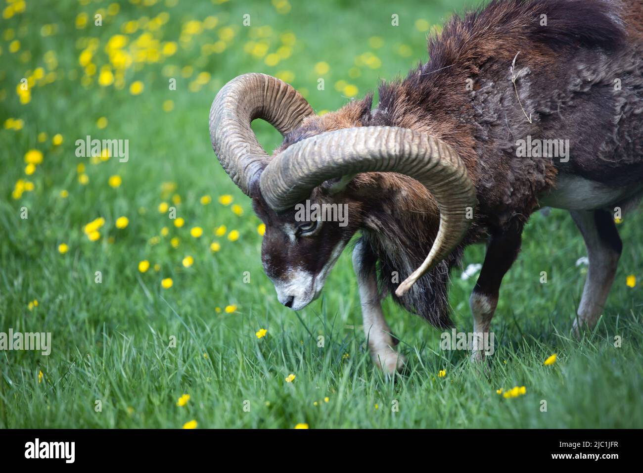 European mouflon (Ovis aries musimon)in green grass. Beautiful brown ...