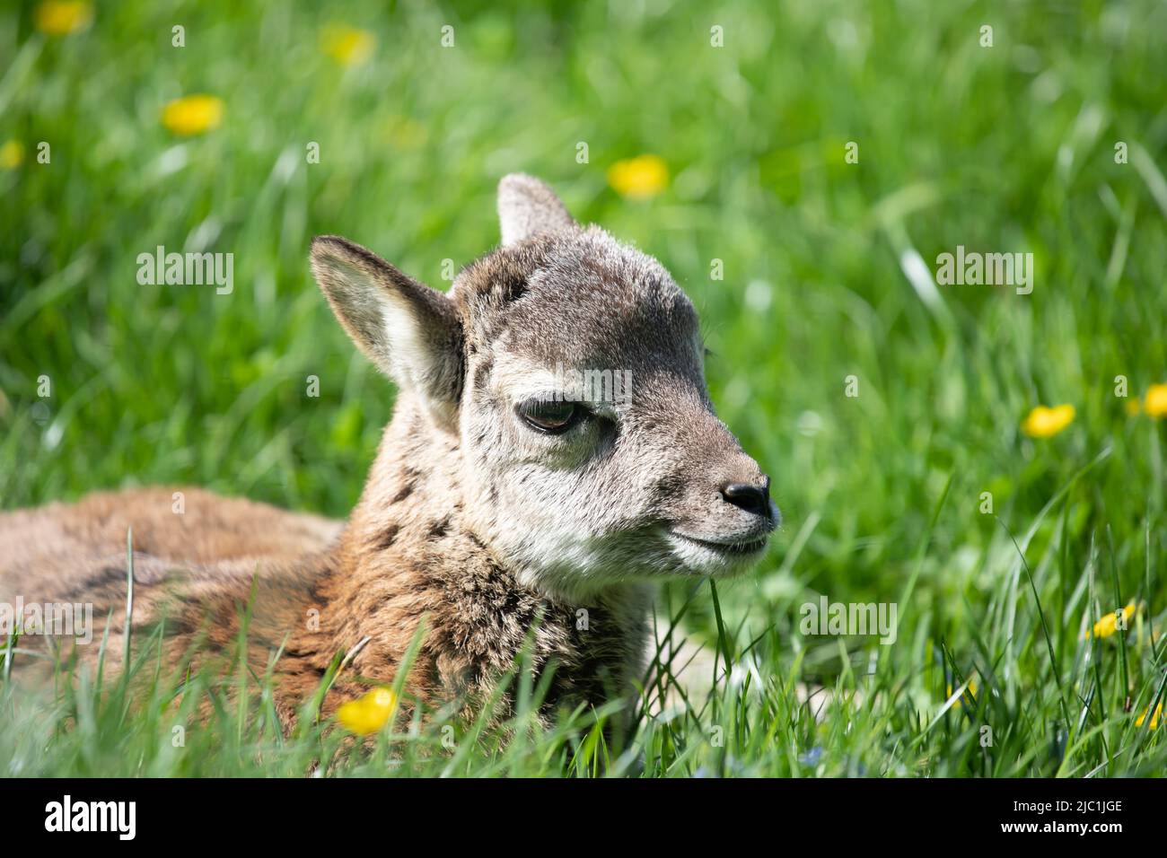 Small cute baby mouflon lying down and relaxing in green grass.Adorable ...