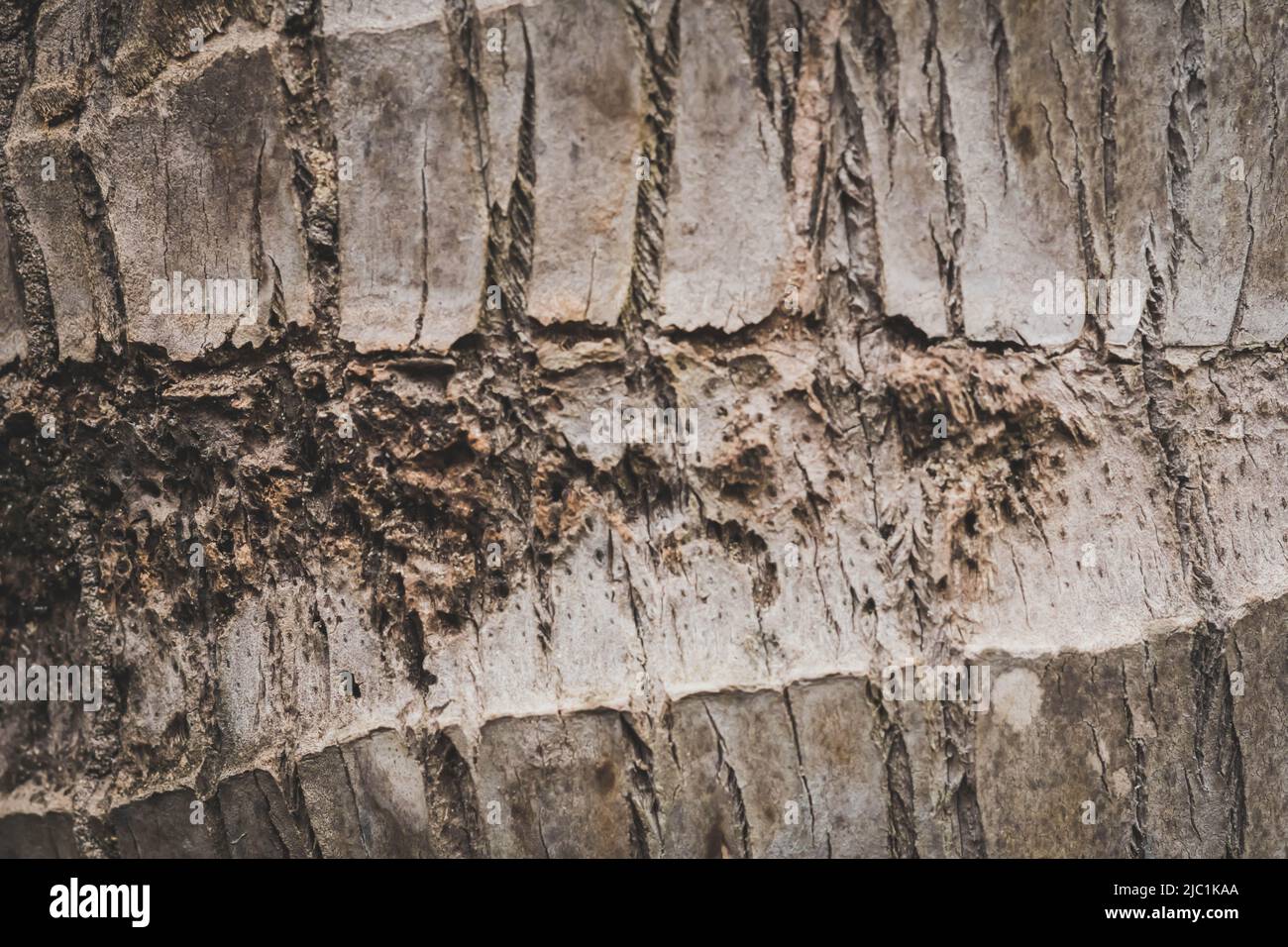 Tropical palm tree bark surface wood texture detail, natural pattern ...