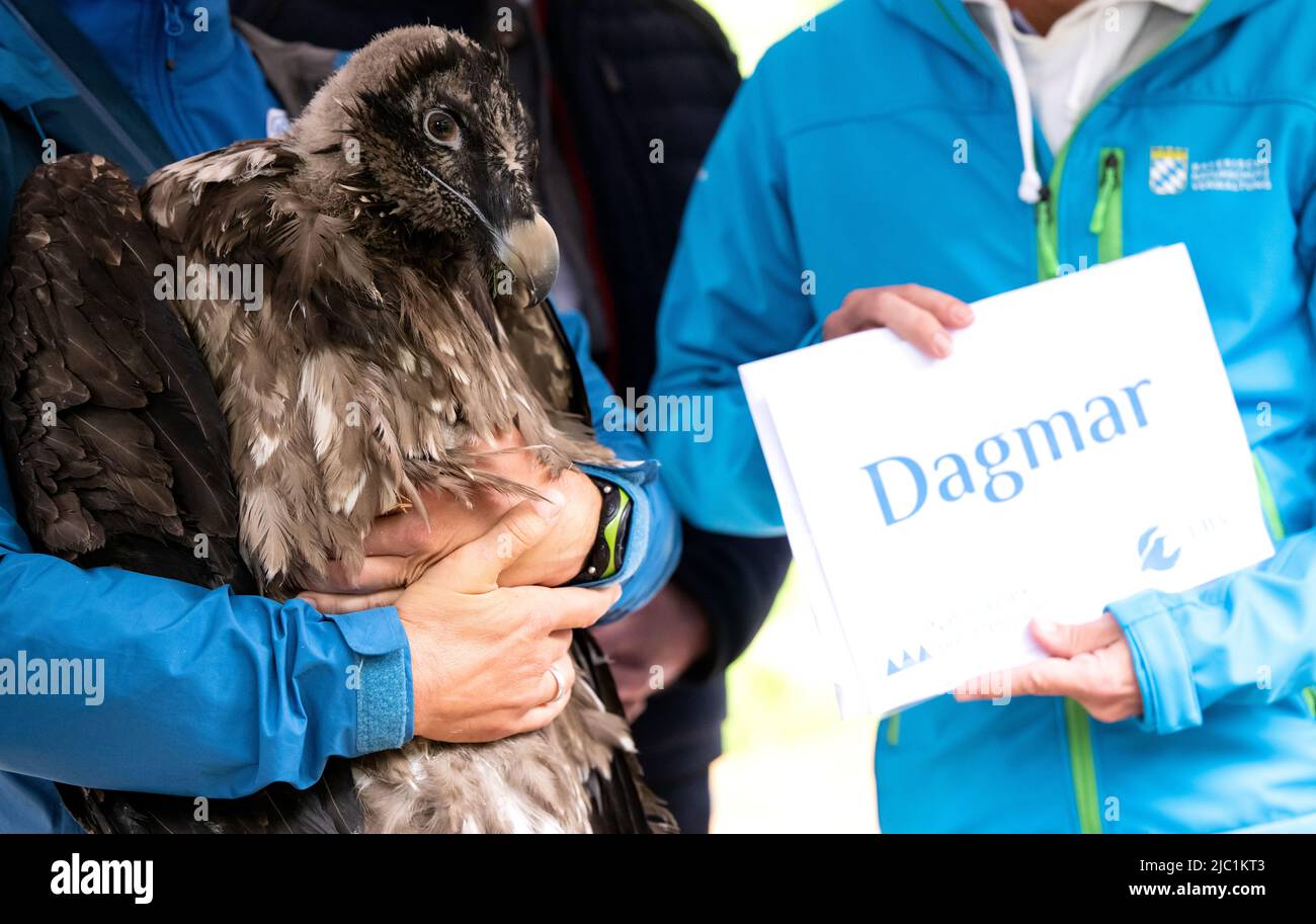 Ramsau Bei Berchtesgaden, Germany. 09th June, 2022. A staff member at ...
