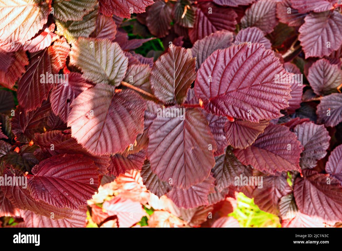 Purple Filbert (Hazel) leaves Stock Photo - Alamy