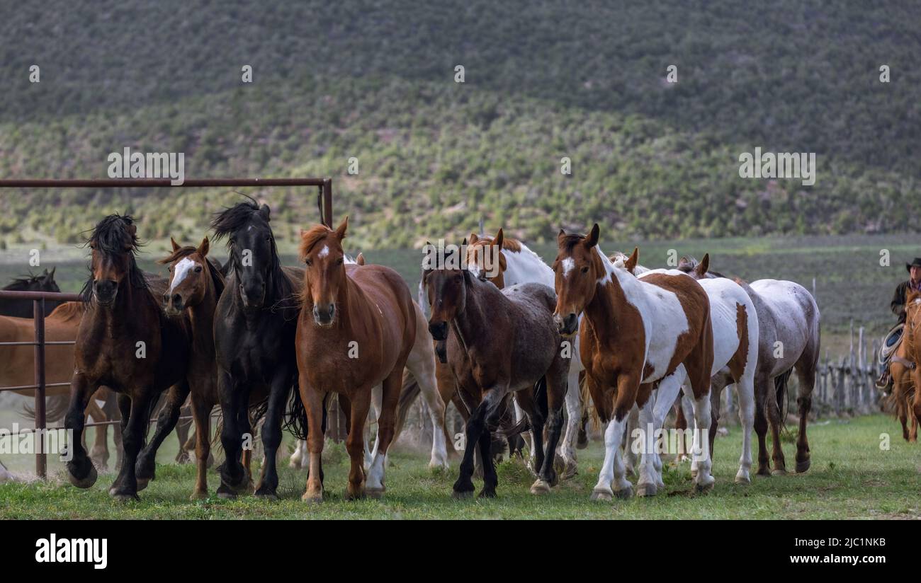 Ranch horses in the American west being herded to summer pastures Stock ...