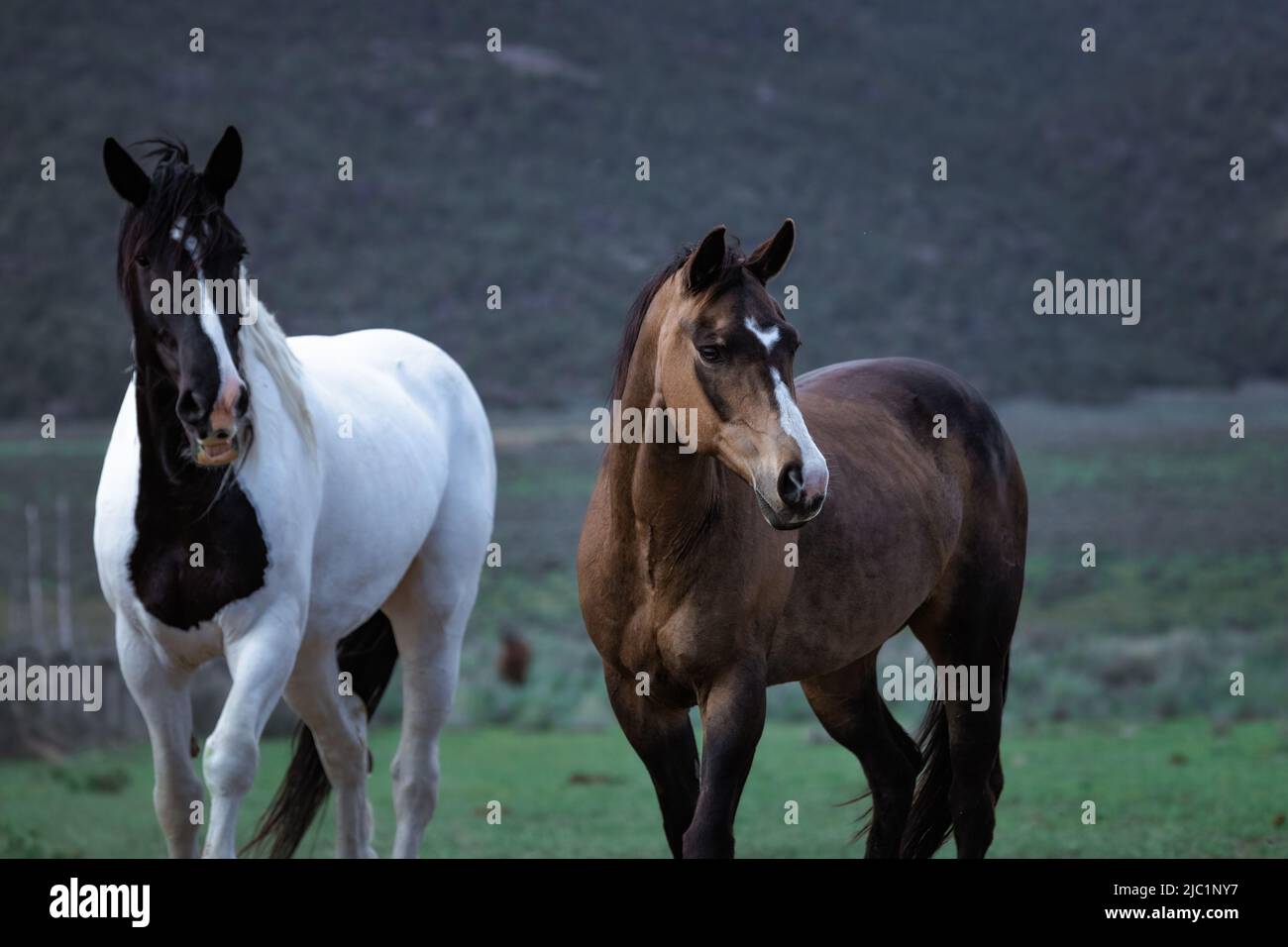 Ranch horses in the American west being herded to summer pastures Stock ...