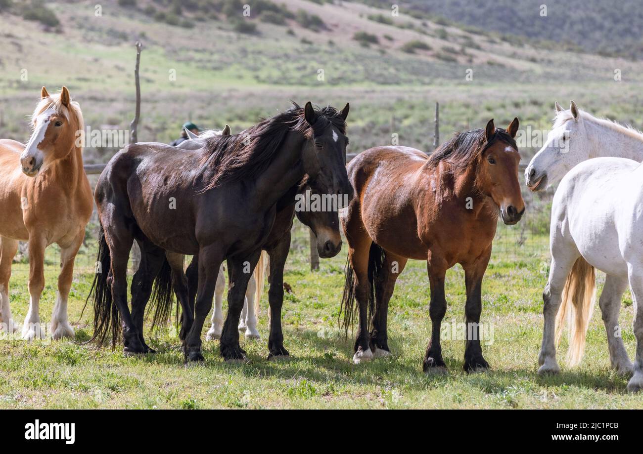 Ranch horses in the American west being herded to summer pastures Stock ...
