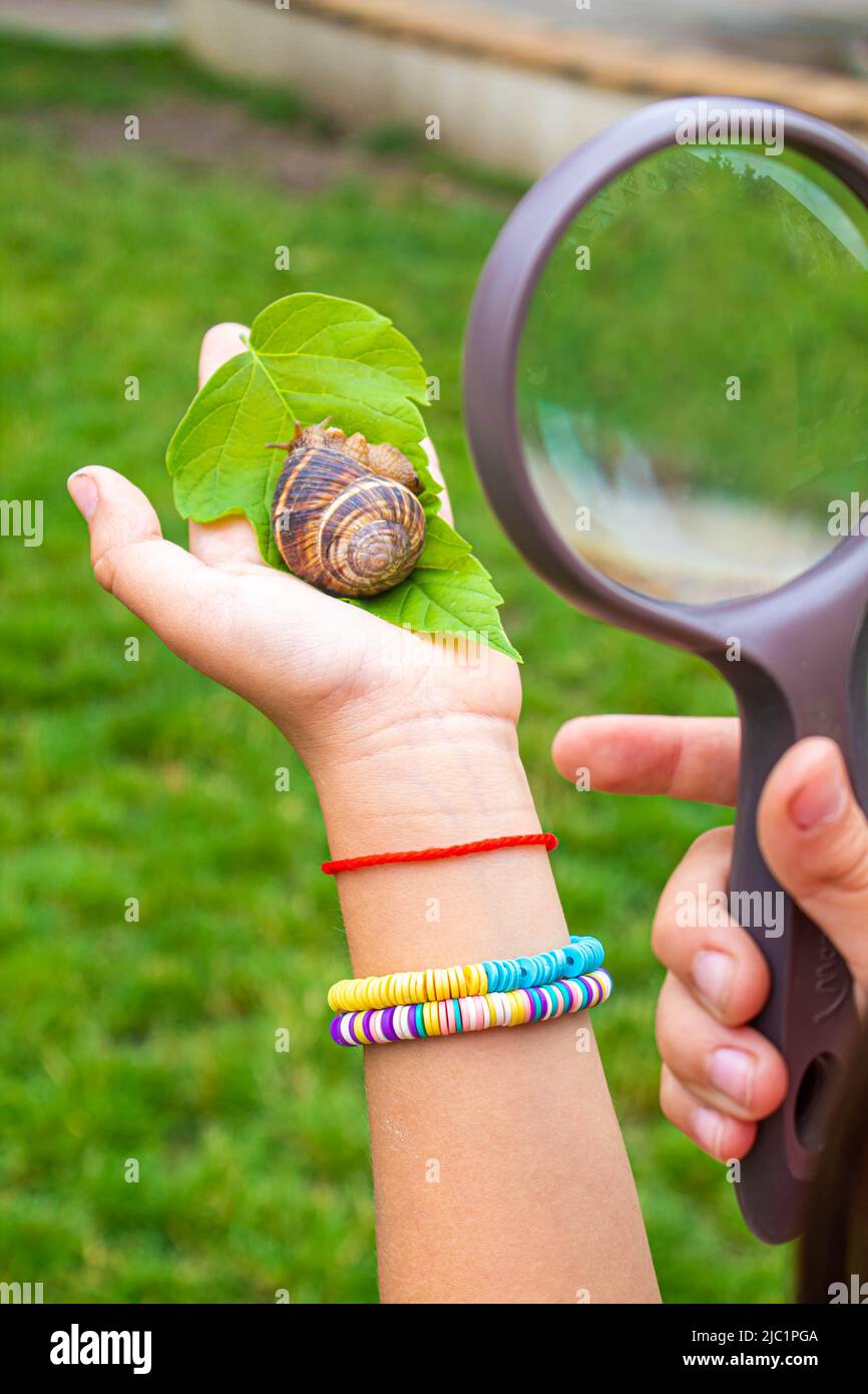 The child examines the snails on the tree. Selective focus Stock Photo ...