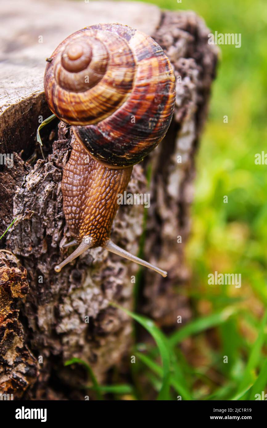 Snails in nature on a tree. Selective focus Stock Photo - Alamy