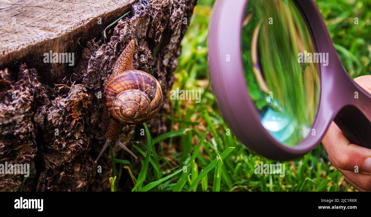 Snails in nature on a tree. Selective focus Stock Photo - Alamy
