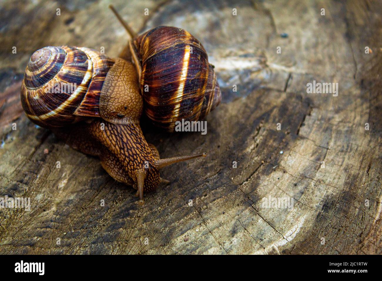 Snails in nature on a tree. Selective focus Stock Photo - Alamy
