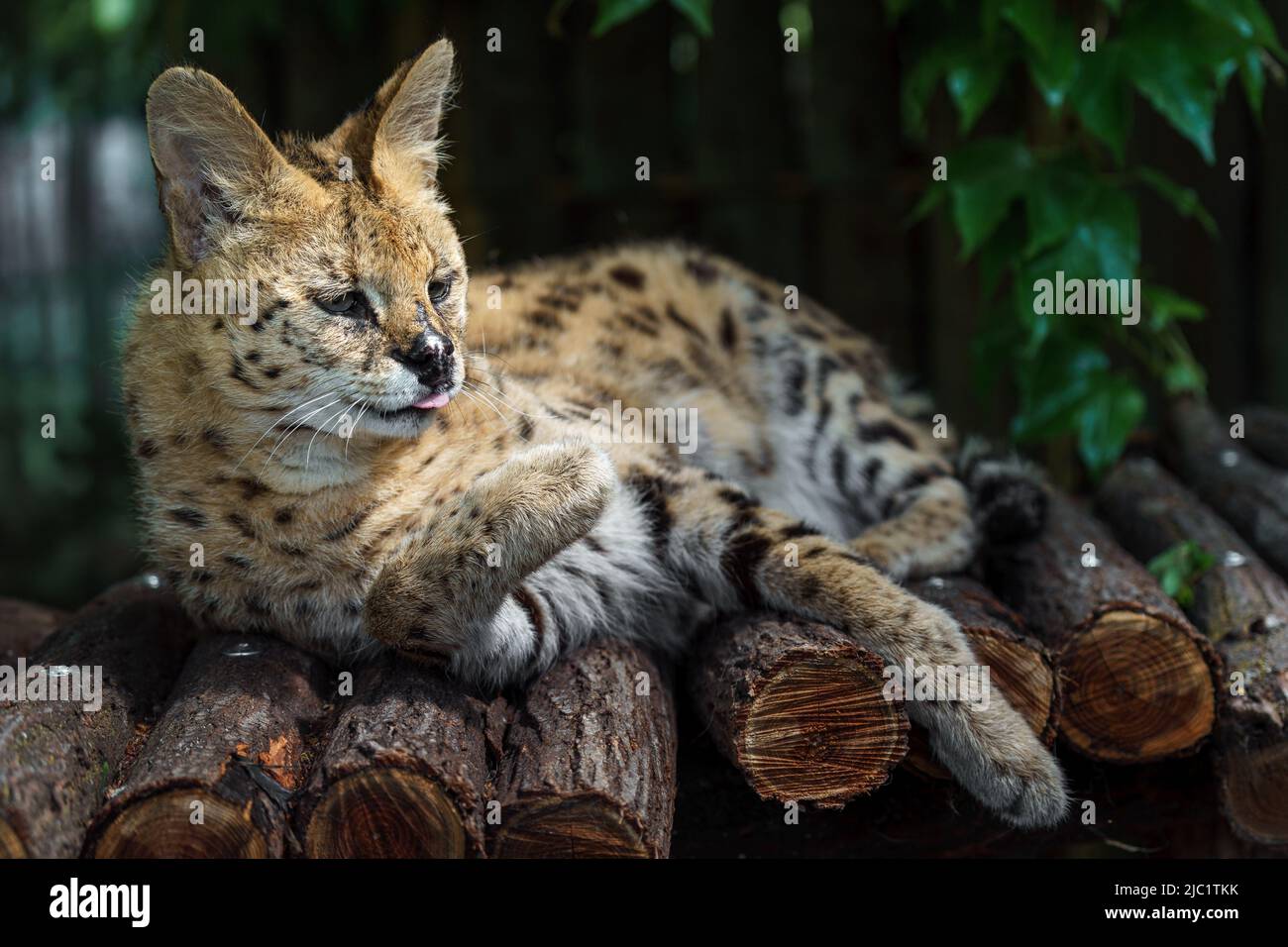 Serval big cat hi-res stock photography and images - Alamy