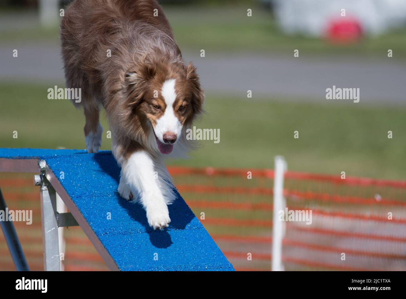 Australian Shepherd completing the dog walk obstacle during an agility ...