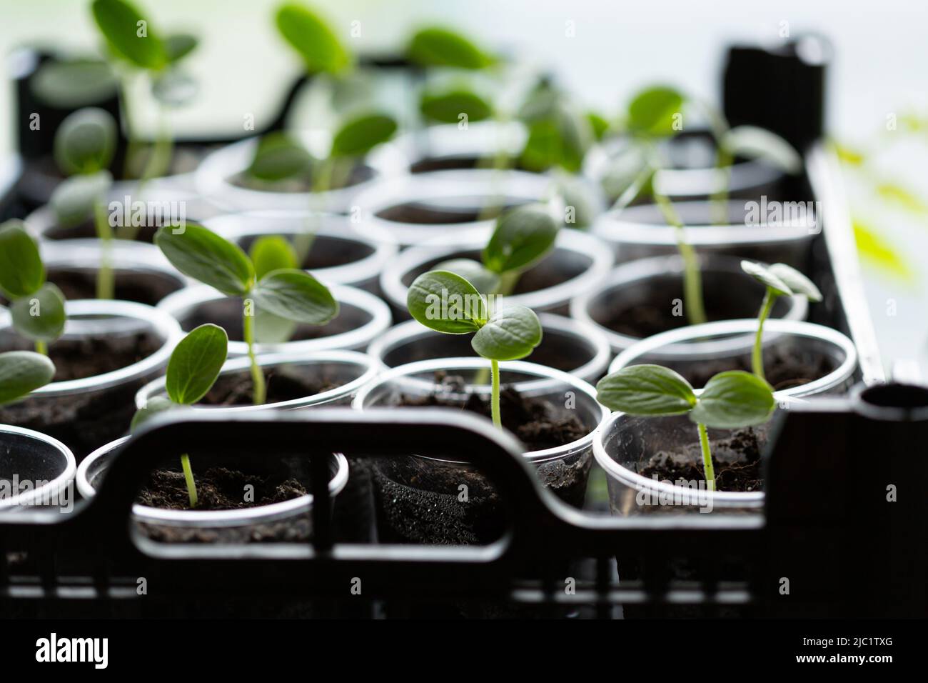 Cucumber cups hi-res stock photography and images - Alamy