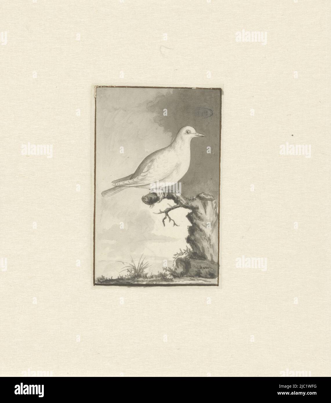 Manly Bird With Ribbon Drawing