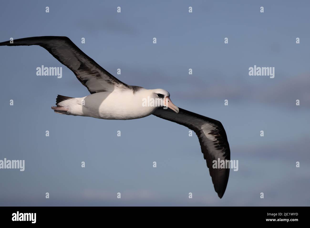 Laysan albatross (Diomedea immutabilis) in Japan Stock Photo - Alamy