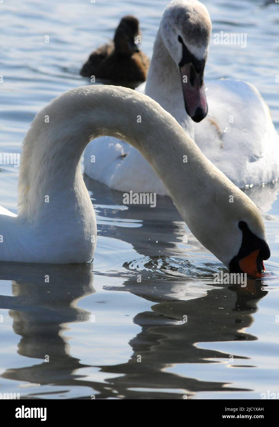 Swans - wintering waterfowl in the Black Sea Stock Photo - Alamy