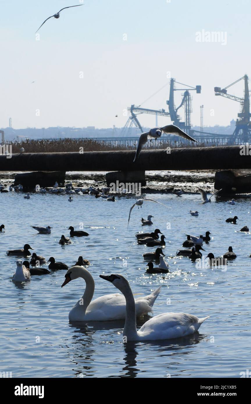 Birds of Ukraine. Swans, gulls and ducks - wintering waterfowl in the ...