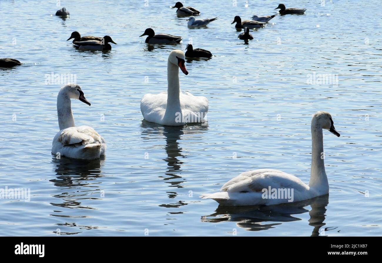 Birds of Ukraine. Swans, gulls and ducks - wintering waterfowl in the ...