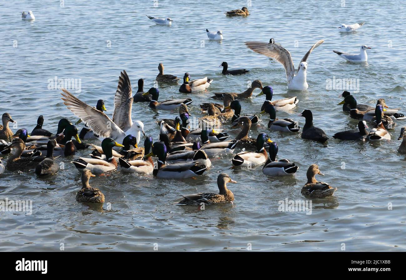 Birds of Ukraine. Swans, gulls and ducks - wintering waterfowl in the ...
