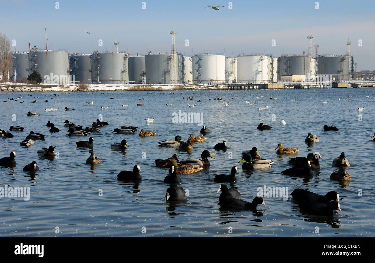 Birds of Ukraine. Swans, gulls and ducks - wintering waterfowl in the ...