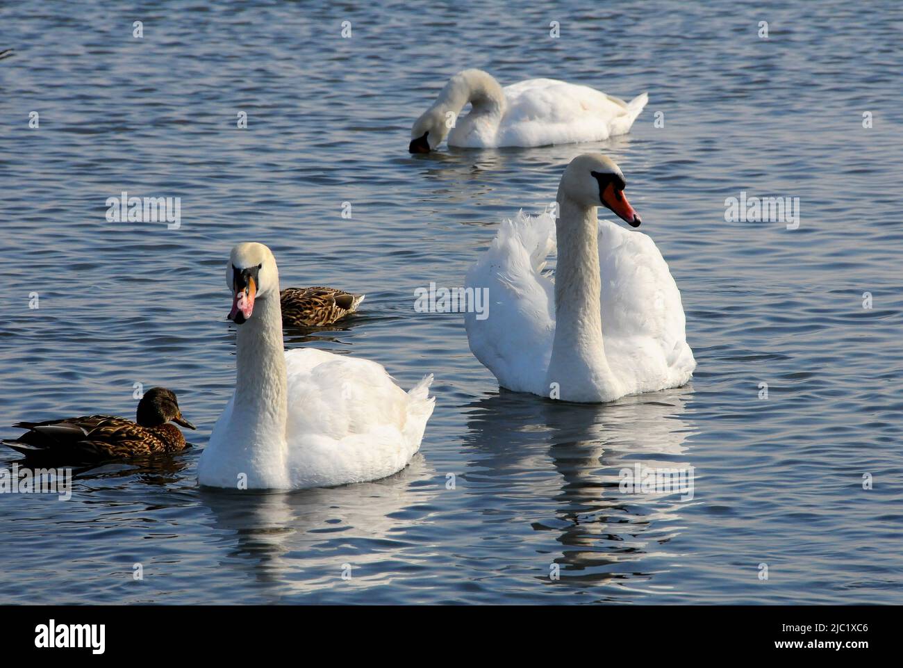 Birds of Ukraine. Swans, gulls and ducks - wintering waterfowl in the ...