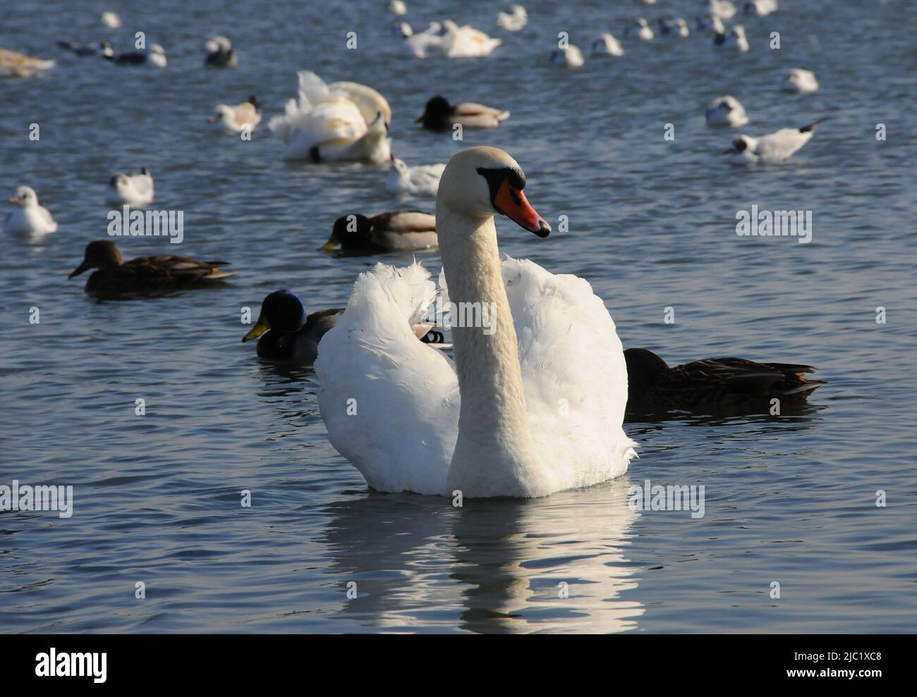 Birds of Ukraine. Swans, gulls and ducks - wintering waterfowl in the ...
