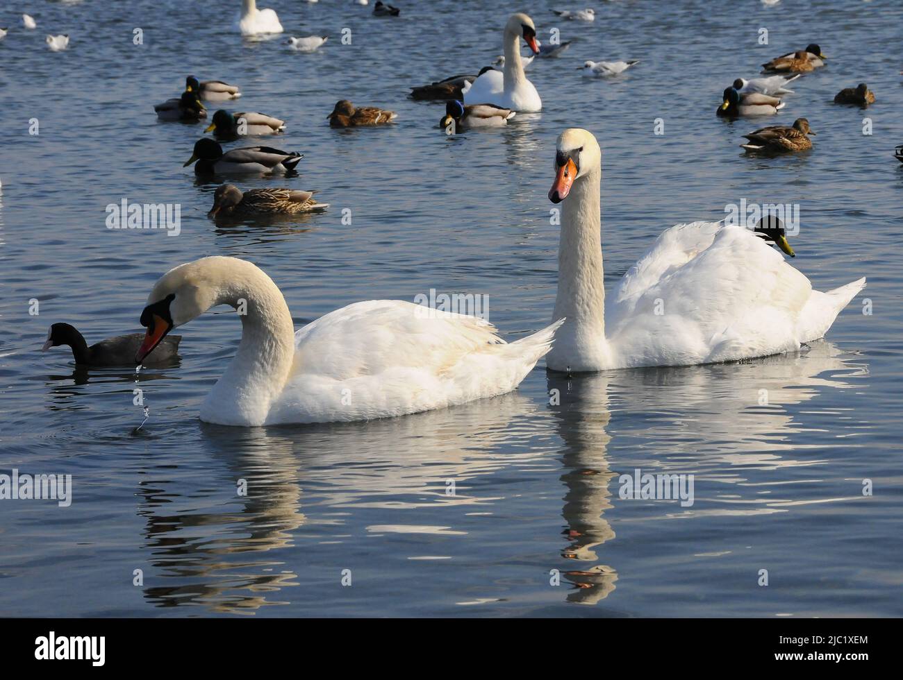 Birds of Ukraine. Swans, gulls and ducks - wintering waterfowl in the ...