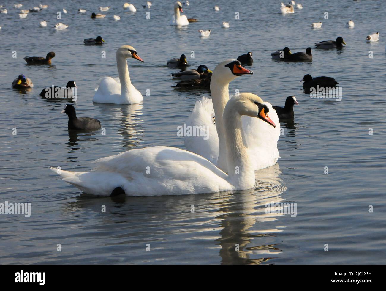 Birds of Ukraine. Swans, gulls and ducks - wintering waterfowl in the ...