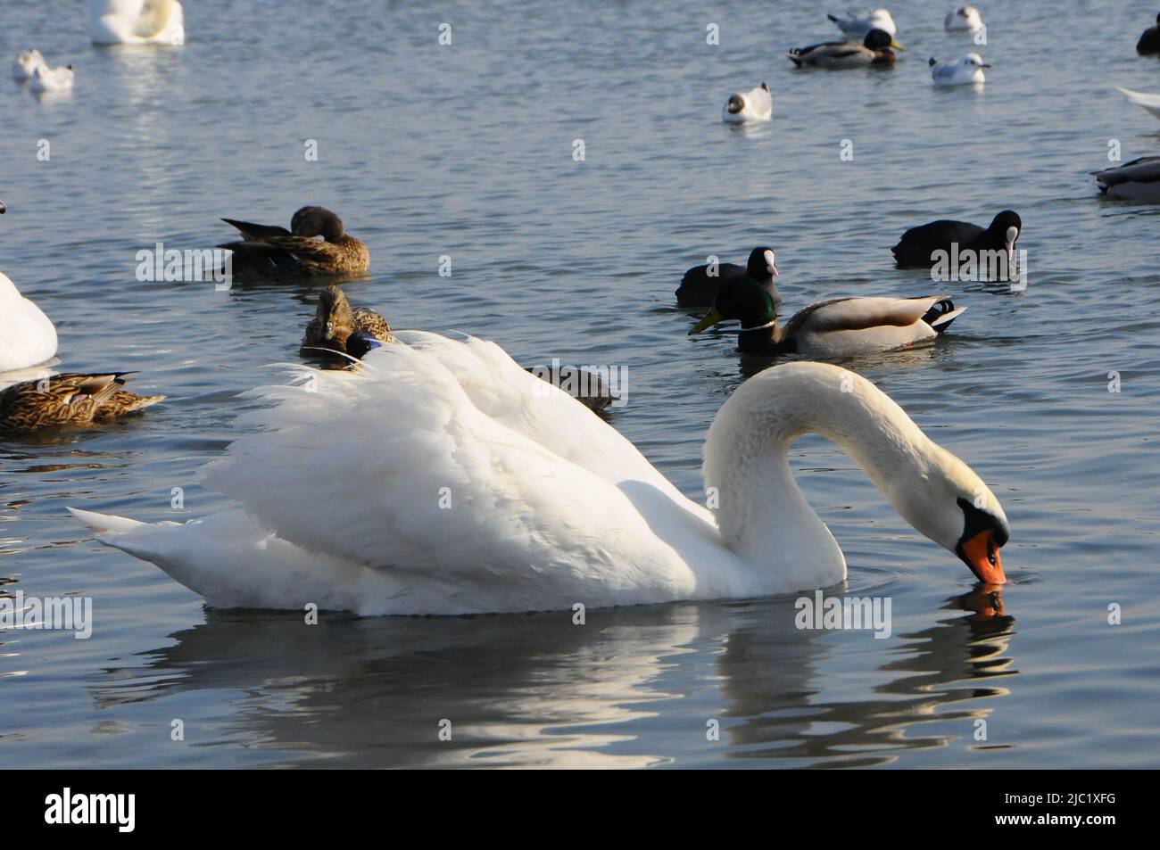 Birds of Ukraine. Swans, gulls and ducks - wintering waterfowl in the ...