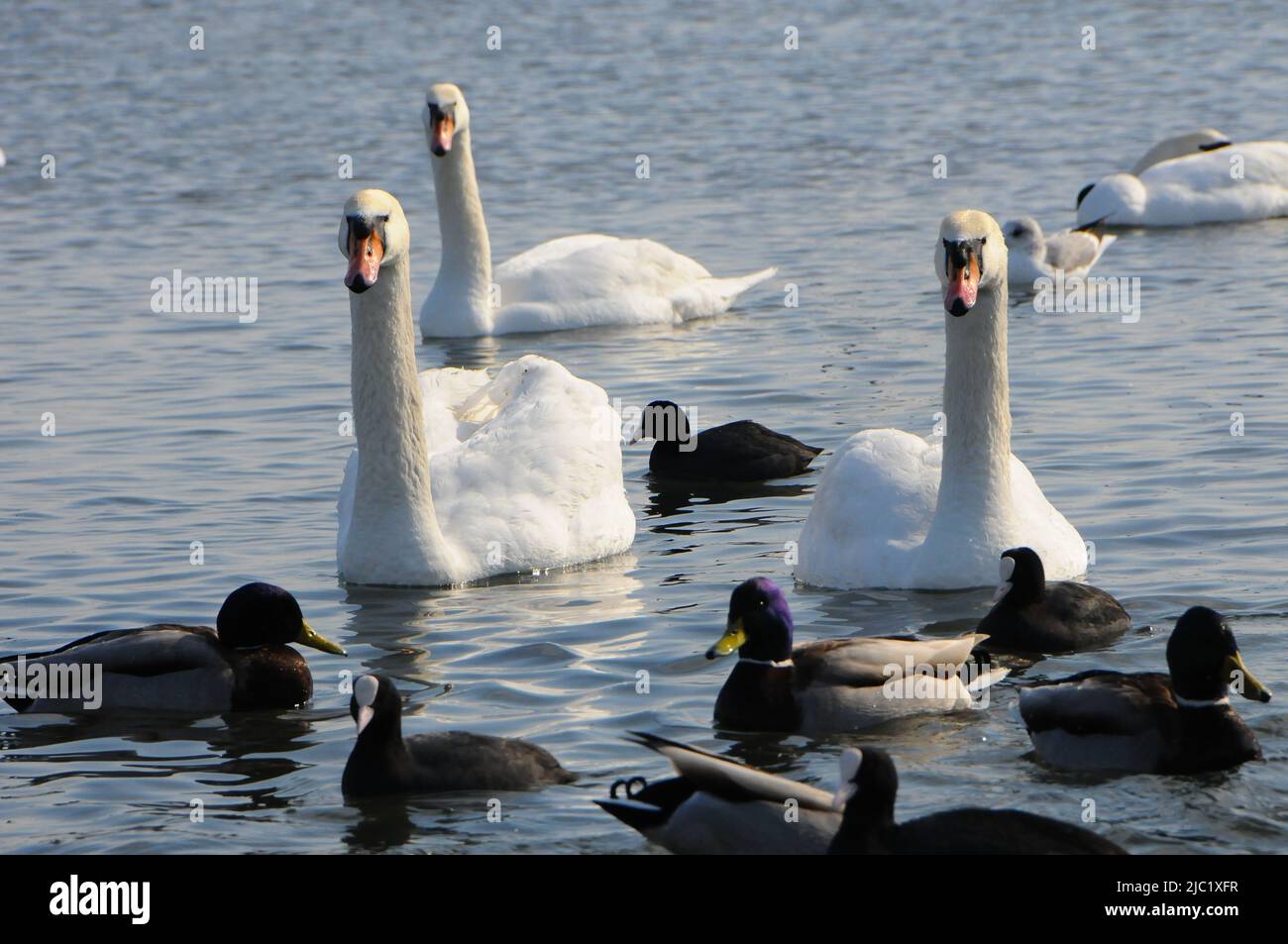 Birds of Ukraine. Swans, gulls and ducks - wintering waterfowl in the ...