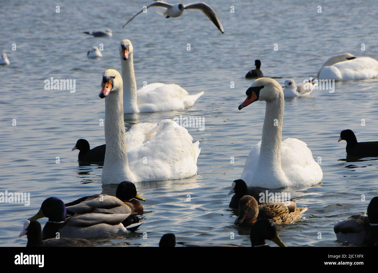 Birds of Ukraine. Swans, gulls and ducks - wintering waterfowl in the ...