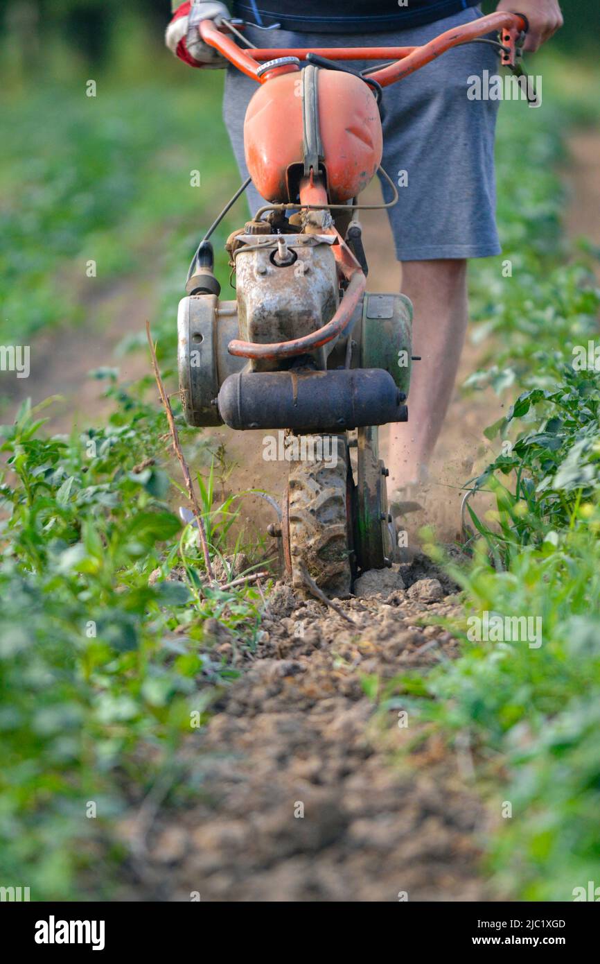 Farmer using a motocultivator to dig the soil ground to grow sweet ...