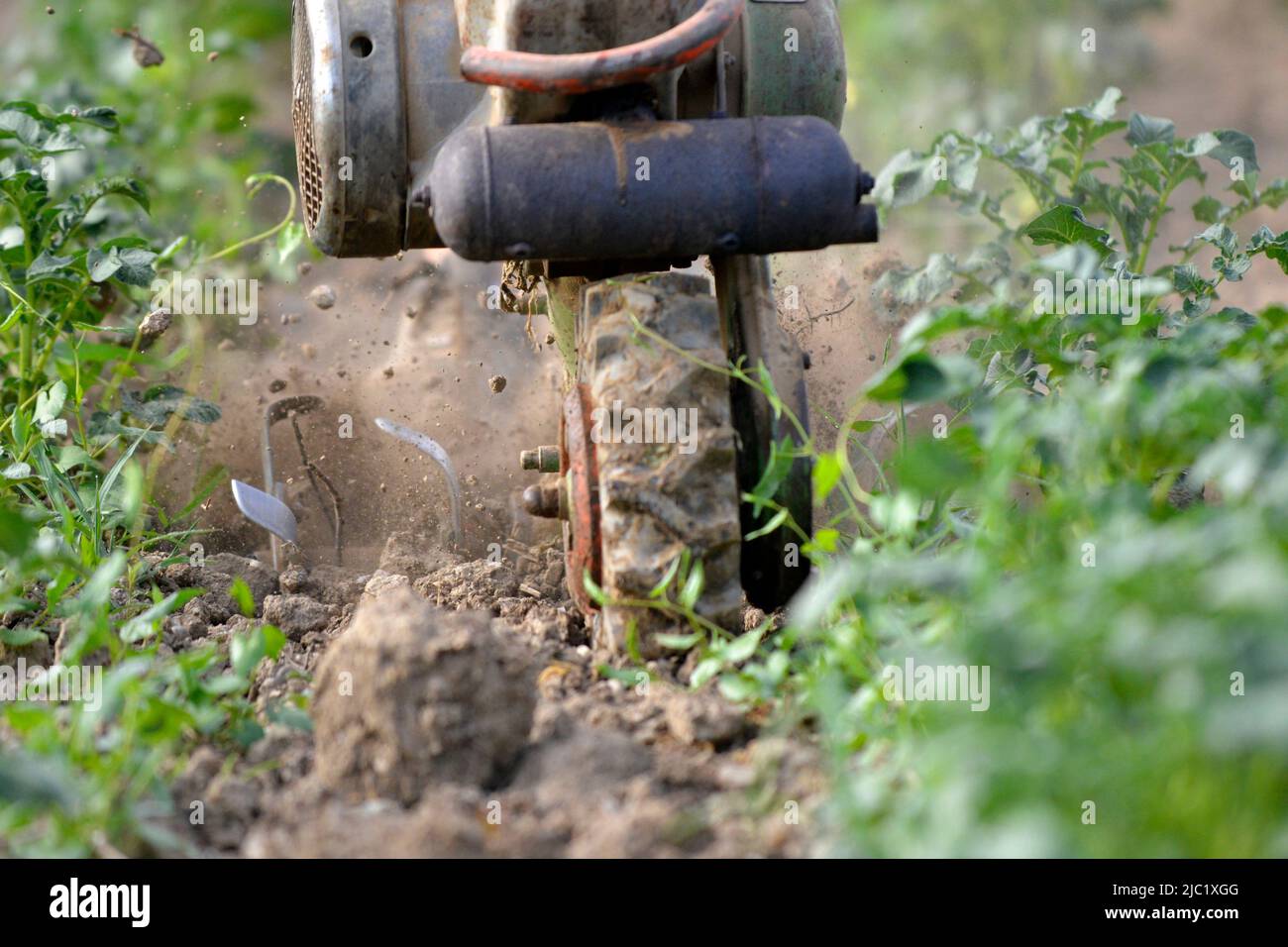 Farmer using a motocultivator to dig the soil ground to grow sweet ...