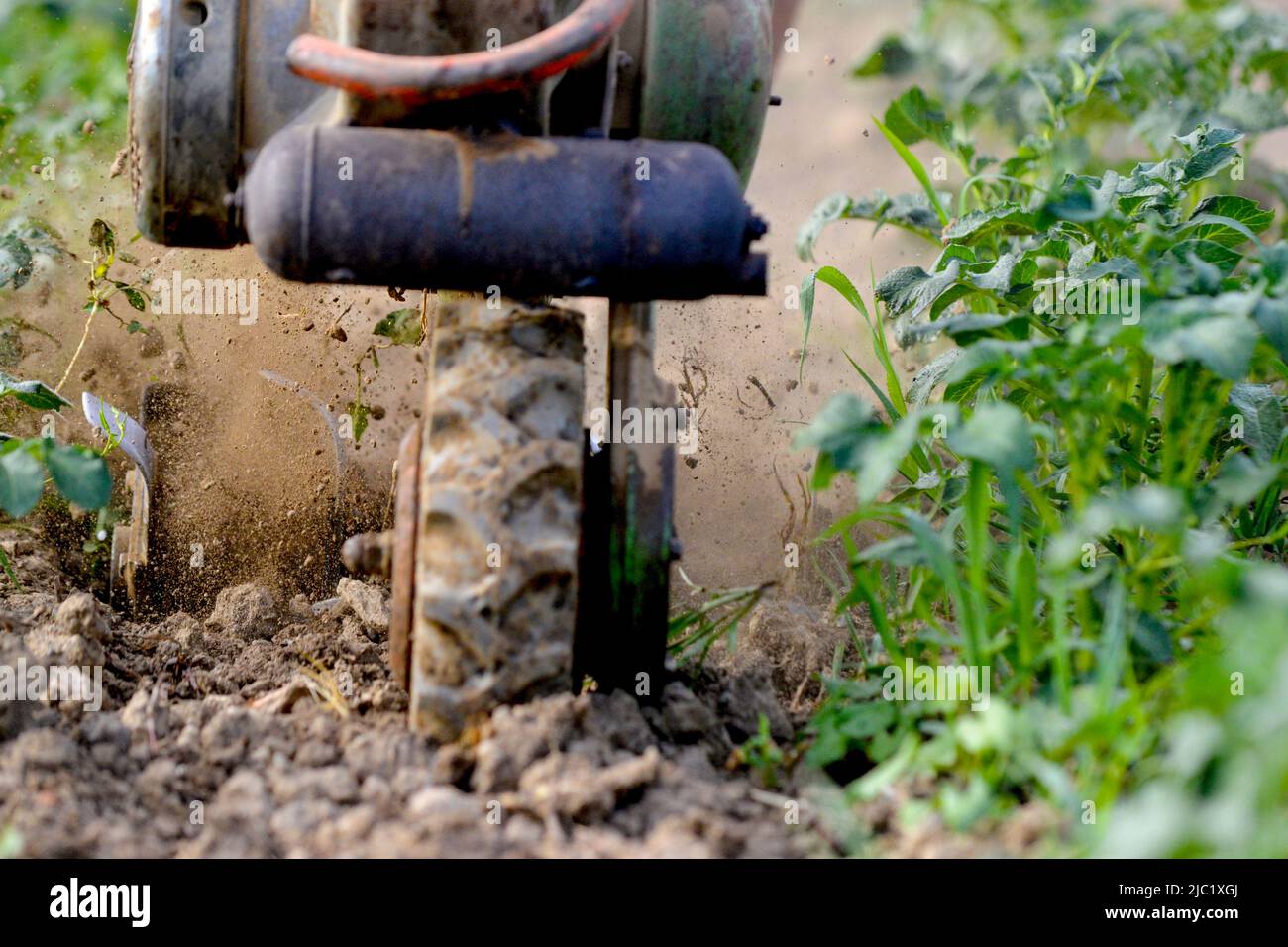 Farmer using a motocultivator to dig the soil ground to grow sweet ...