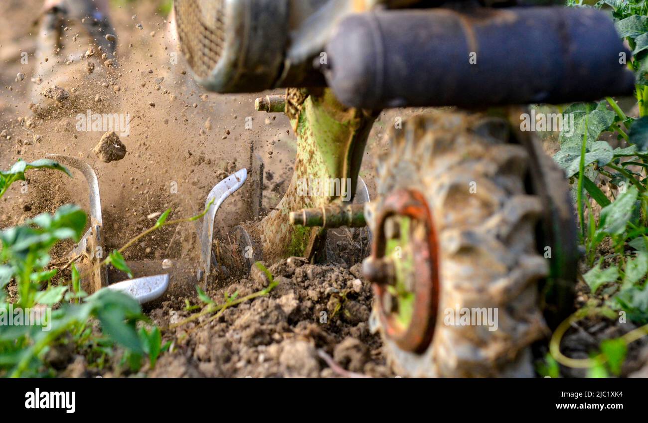 Farmer using a motocultivator to dig the soil ground to grow sweet ...