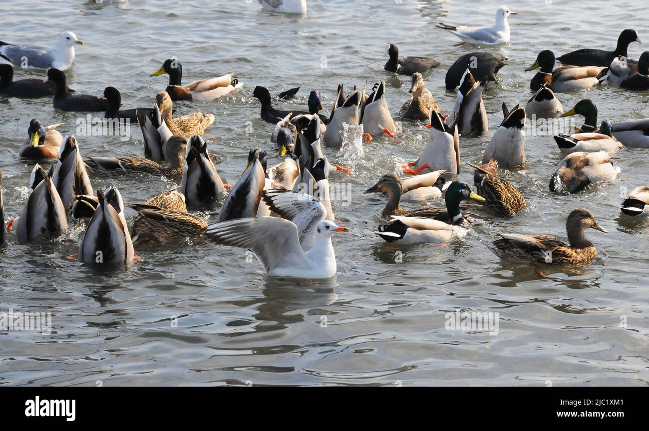 Birds of Ukraine. Swans, gulls and ducks - wintering waterfowl in the ...