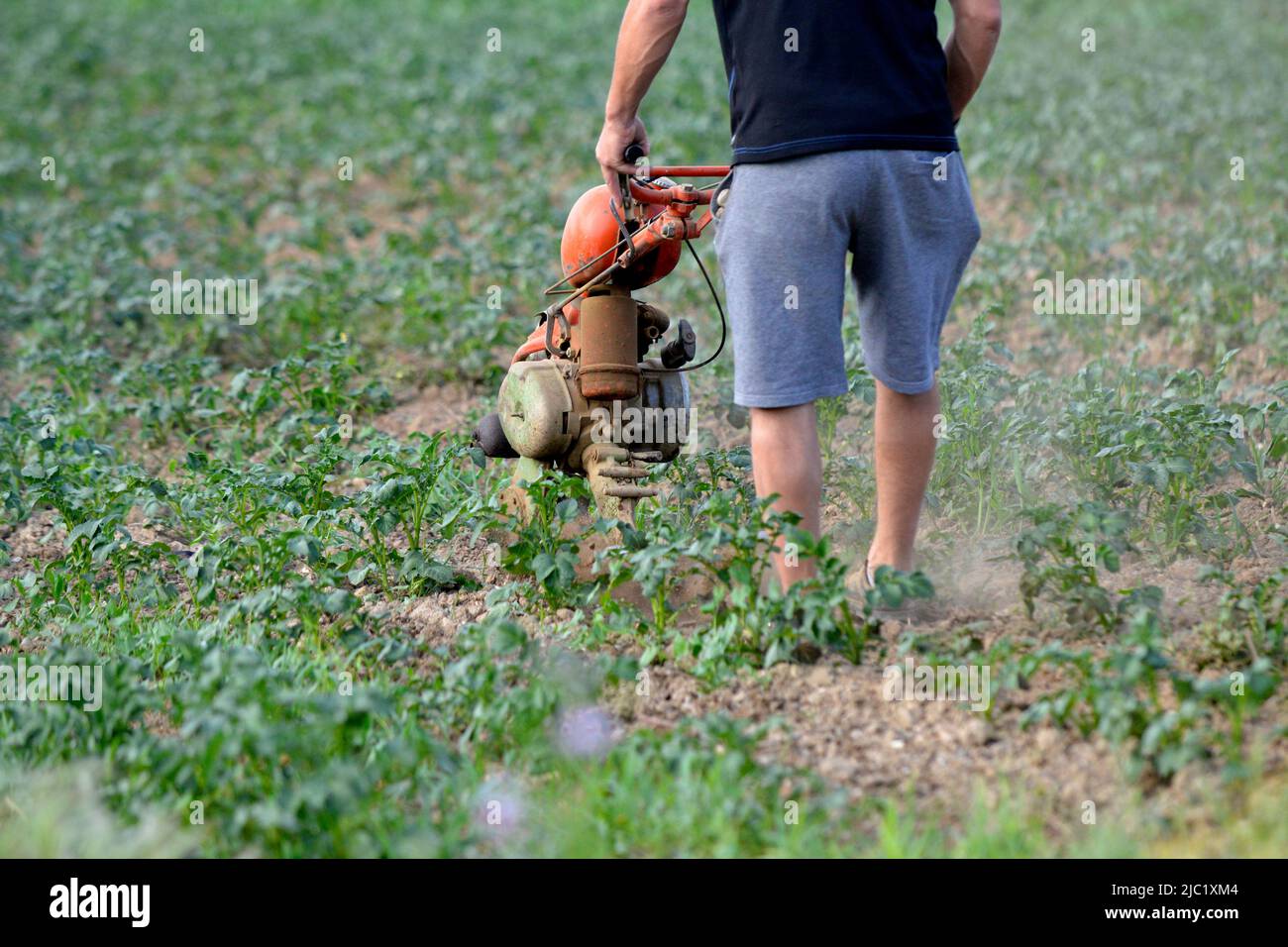 Farmer using a motocultivator to dig the soil ground to grow sweet ...