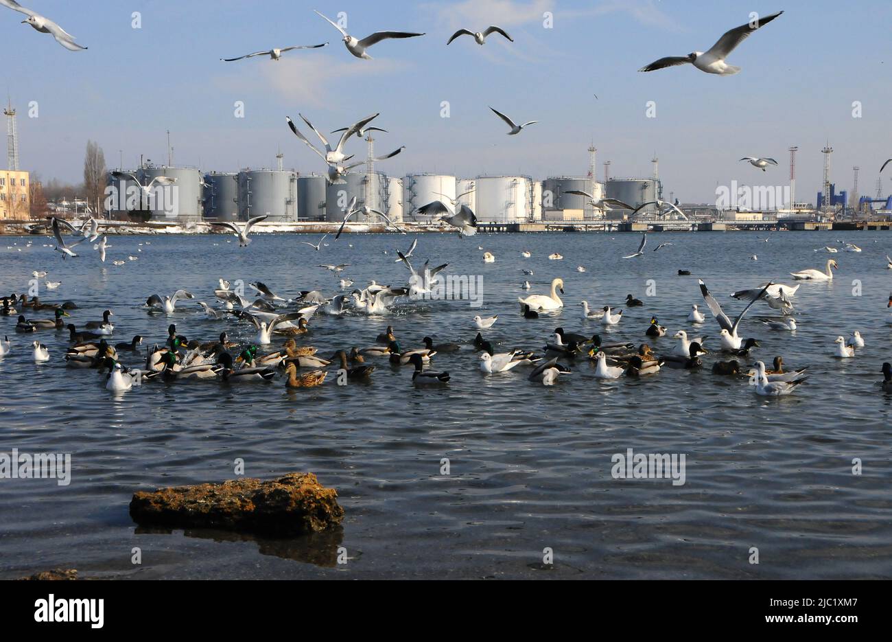 Birds of Ukraine. Swans, gulls and ducks - wintering waterfowl in the ...