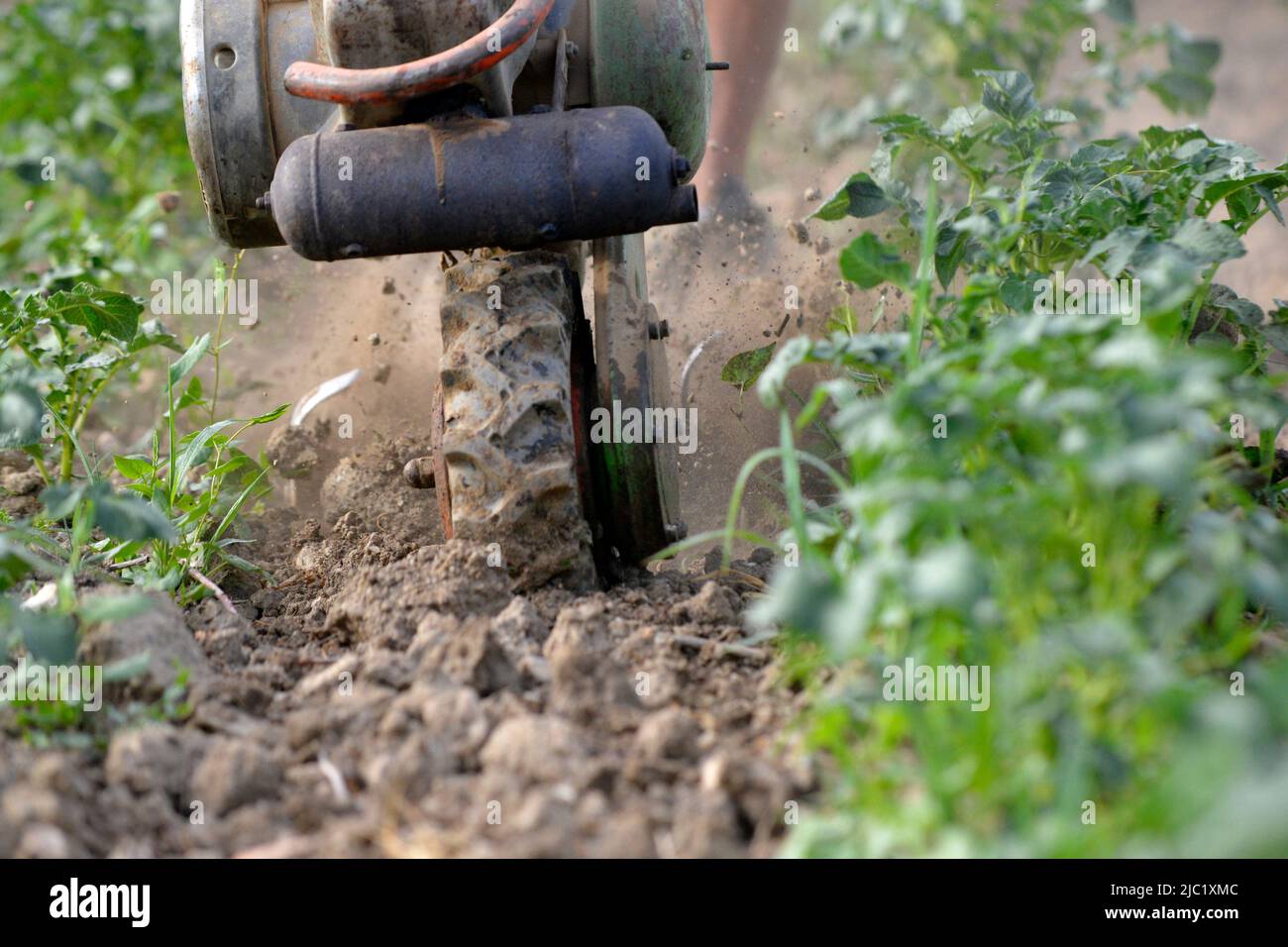Farmer using a motocultivator to dig the soil ground to grow sweet ...
