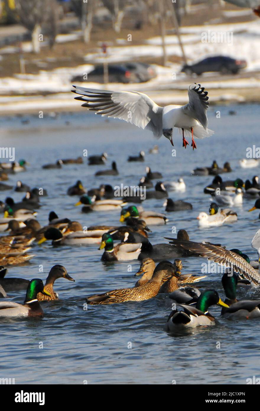 Birds of Ukraine. Swans, gulls and ducks - wintering waterfowl in the ...
