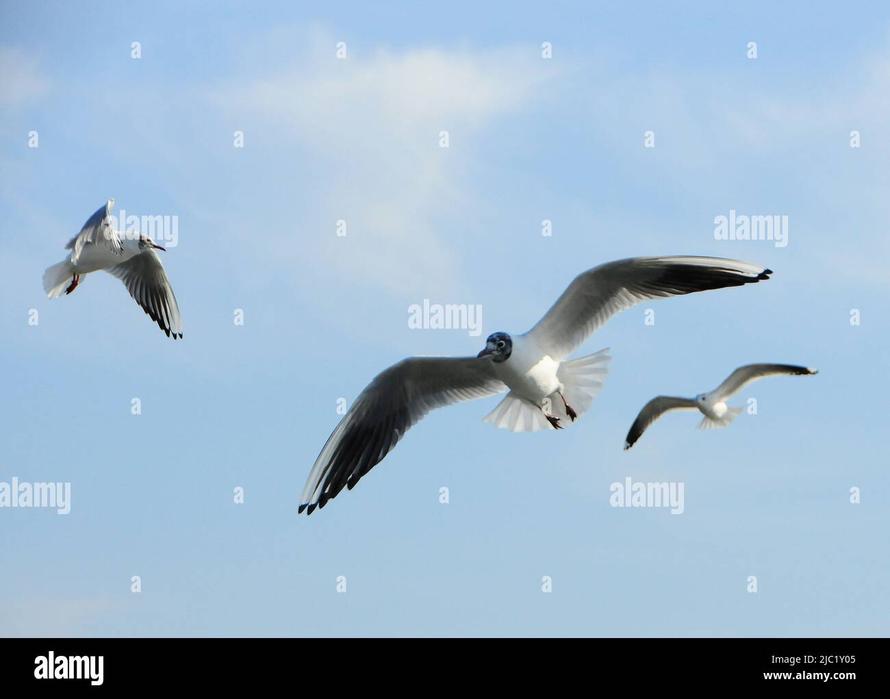 Birds of Ukraine.Gulls fly against the blue sky. Wintering waterfowl ...