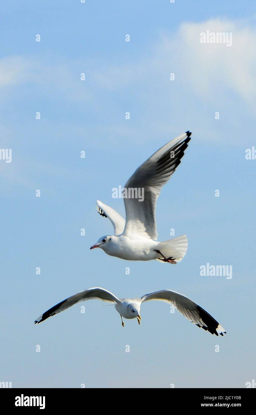 Birds of Ukraine.Gulls fly against the blue sky. Wintering waterfowl ...