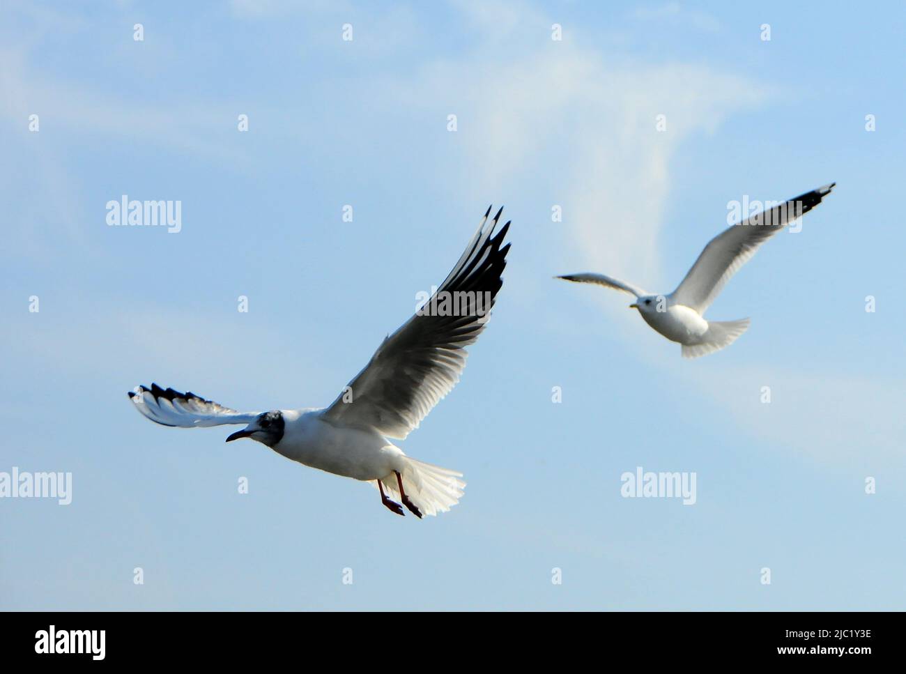 Birds of Ukraine.Gulls fly against the blue sky. Wintering waterfowl ...