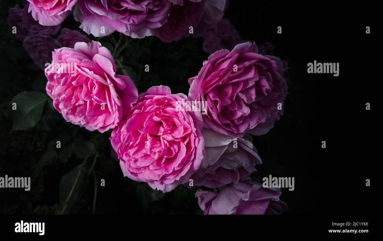 Roses black background bush hi-res stock photography and images - Alamy