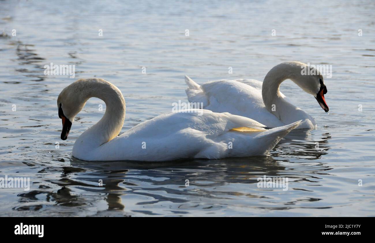 Birds of Ukraine. Swans, gulls and ducks - wintering waterfowl in the ...